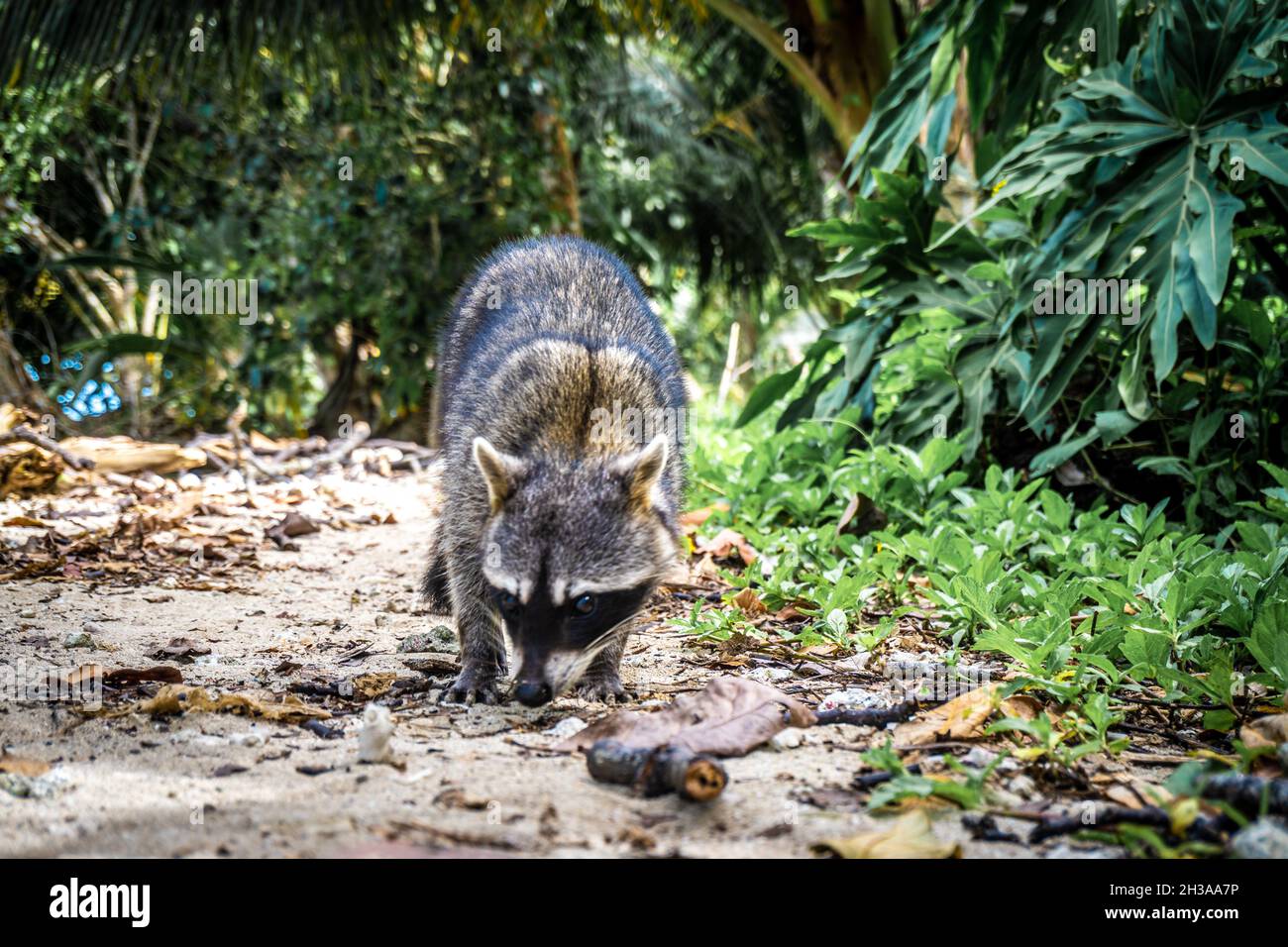 Curious raccoon during the daytime Stock Photo - Alamy