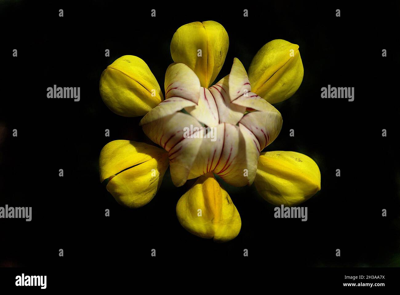 Beauty of the color yellow is of course undeniable, so the yellow on a ...