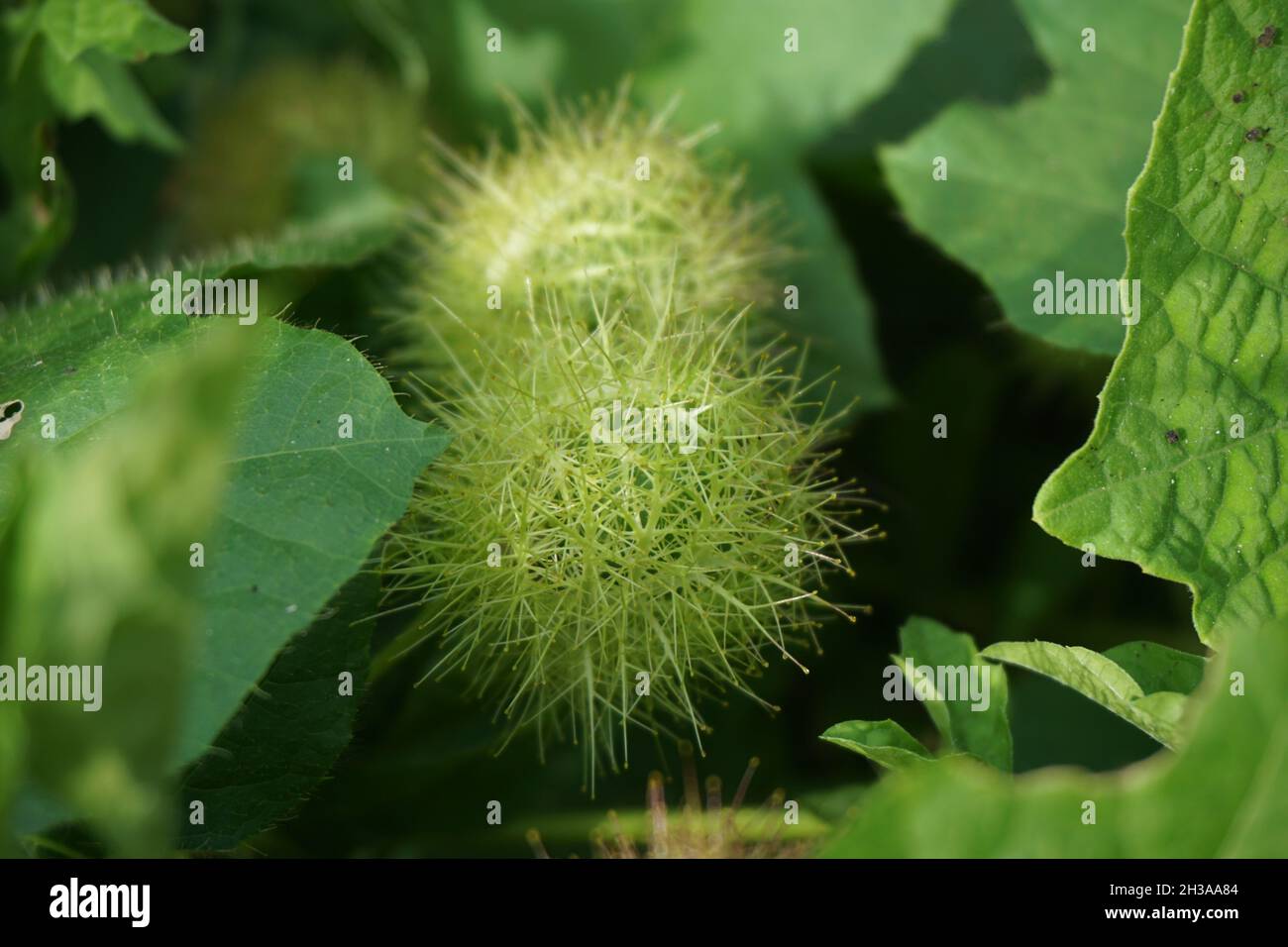 Passiflora foetida (Also called Passiflora foetida, stinking ...