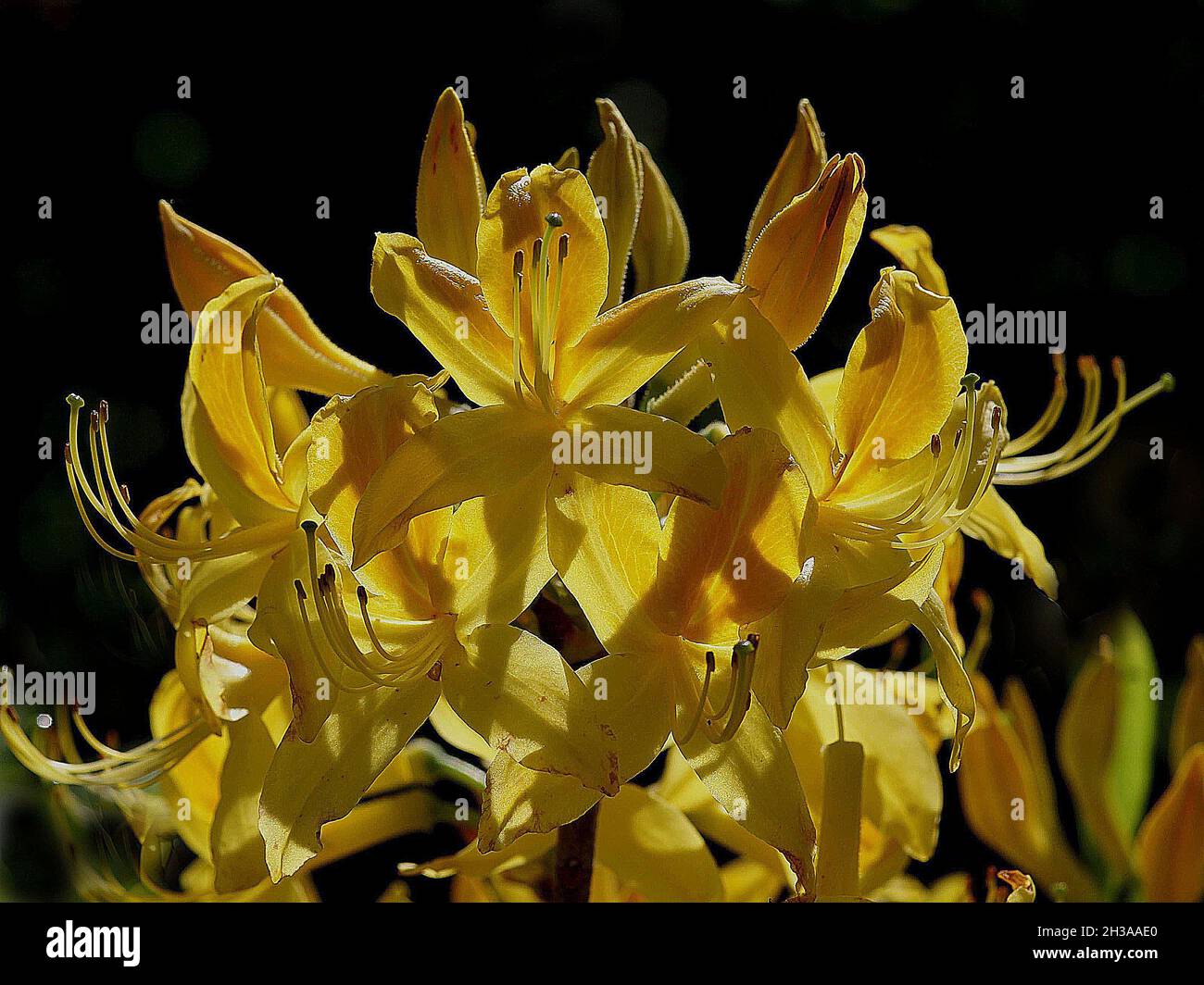 Beauty of the color yellow is of course undeniable, so the yellow on a ...