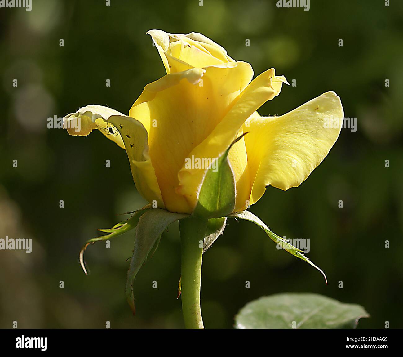 Beauty of the color yellow is of course undeniable, so the yellow on a ...