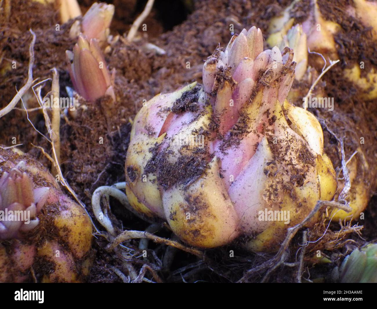 Closeup of a lily bulb in the soil Stock Photo - Alamy
