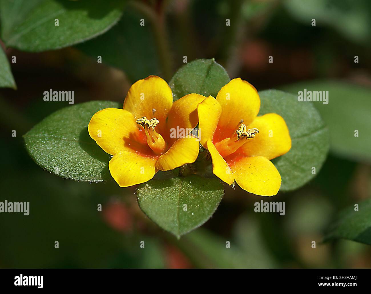 Beauty of the color yellow is of course undeniable, so the yellow on a ...