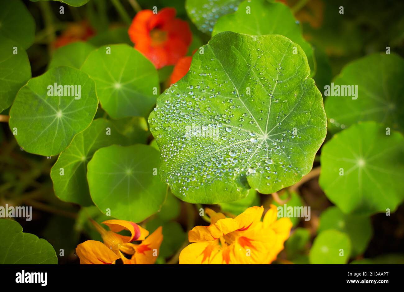 Capucine flower hi-res stock photography and images - Alamy