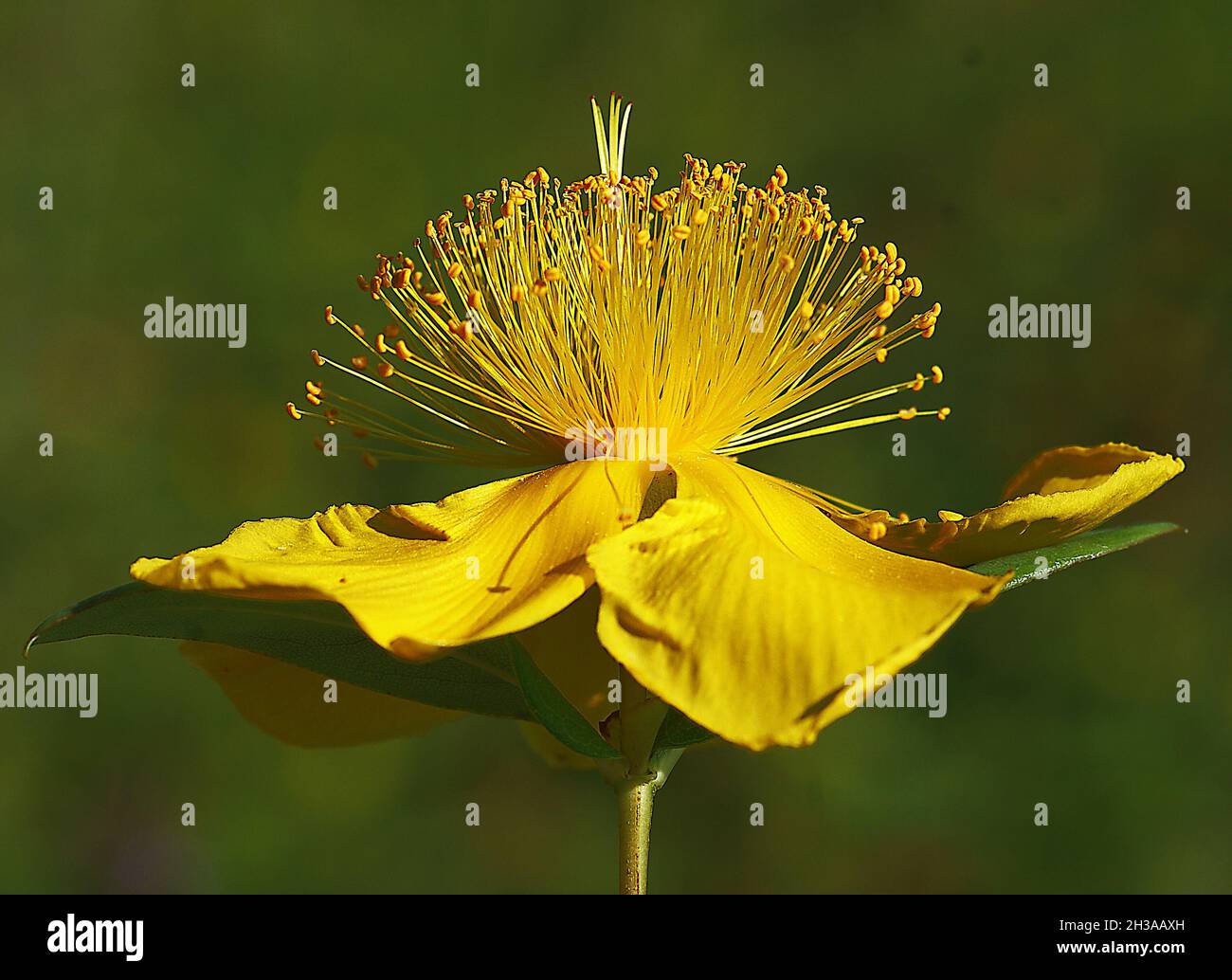 Beauty of the color yellow is of course undeniable, so the yellow on a ...