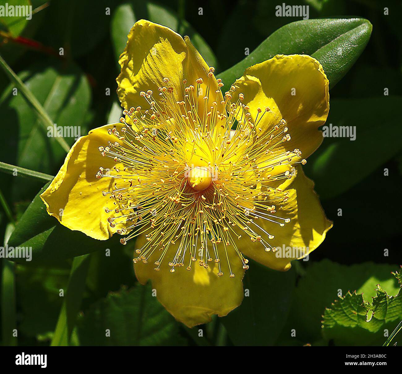 Beauty of the color yellow is of course undeniable, so the yellow on a ...