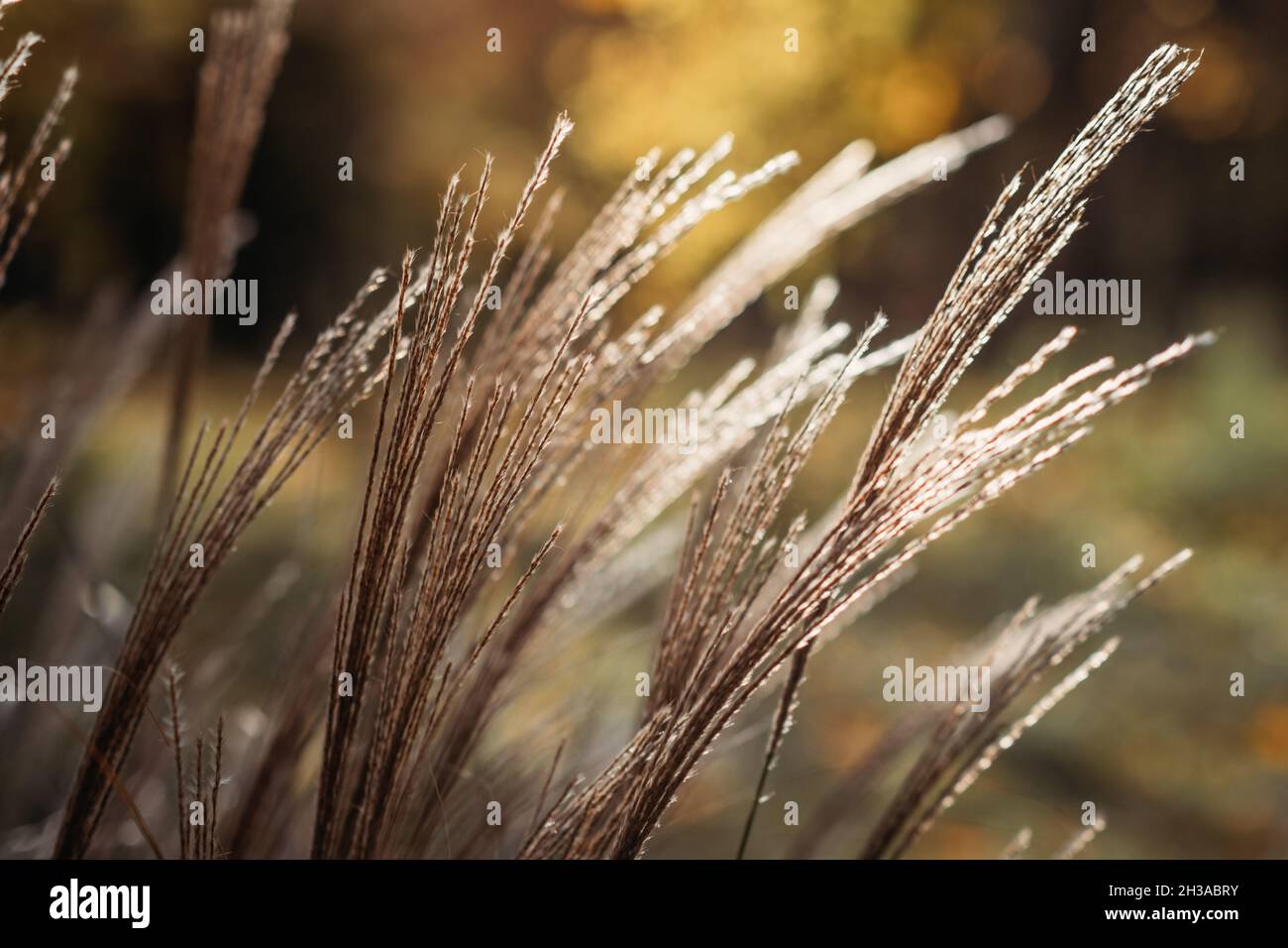Decorative grass Miscanthus plants. Dried panicle grass texture ...