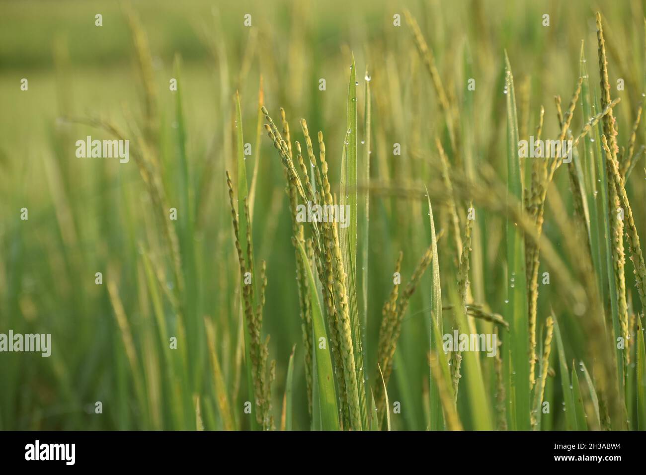 Beautiful green paddy field in west bengal, India Stock Photo - Alamy