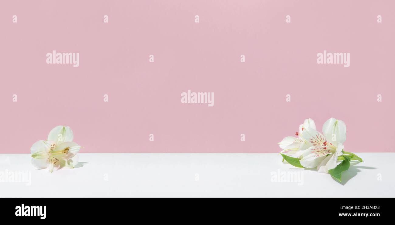 Natural light pink background with white flowers Stock Photo - Alamy