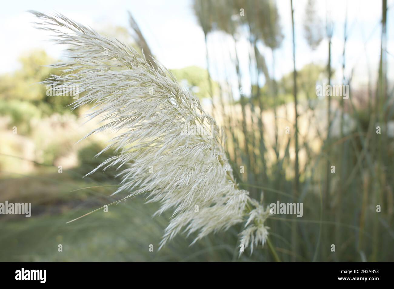 Reeds grass flower hi-res stock photography and images - Alamy