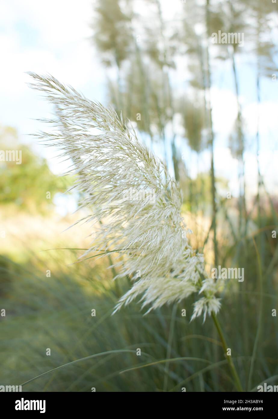 Close up of beautiful reed grass in Botanical Garden Stock Photo - Alamy