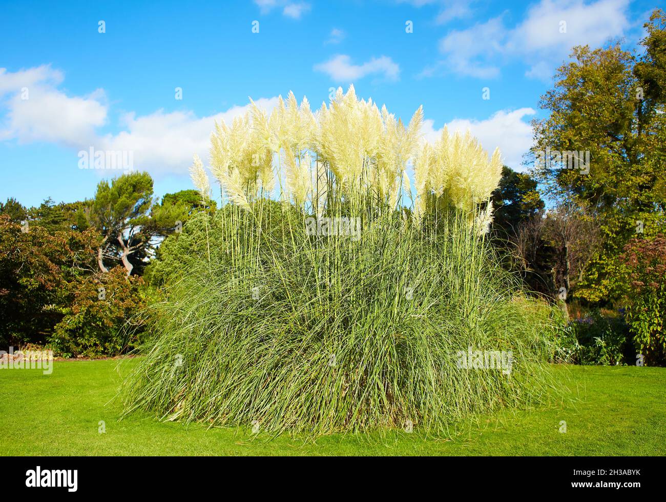 Close up of beautiful reed grass in Botanical Garden Stock Photo - Alamy