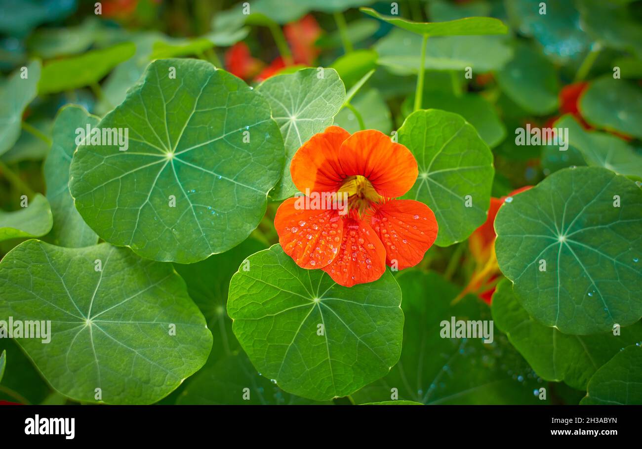 Capucine flower hi-res stock photography and images - Alamy