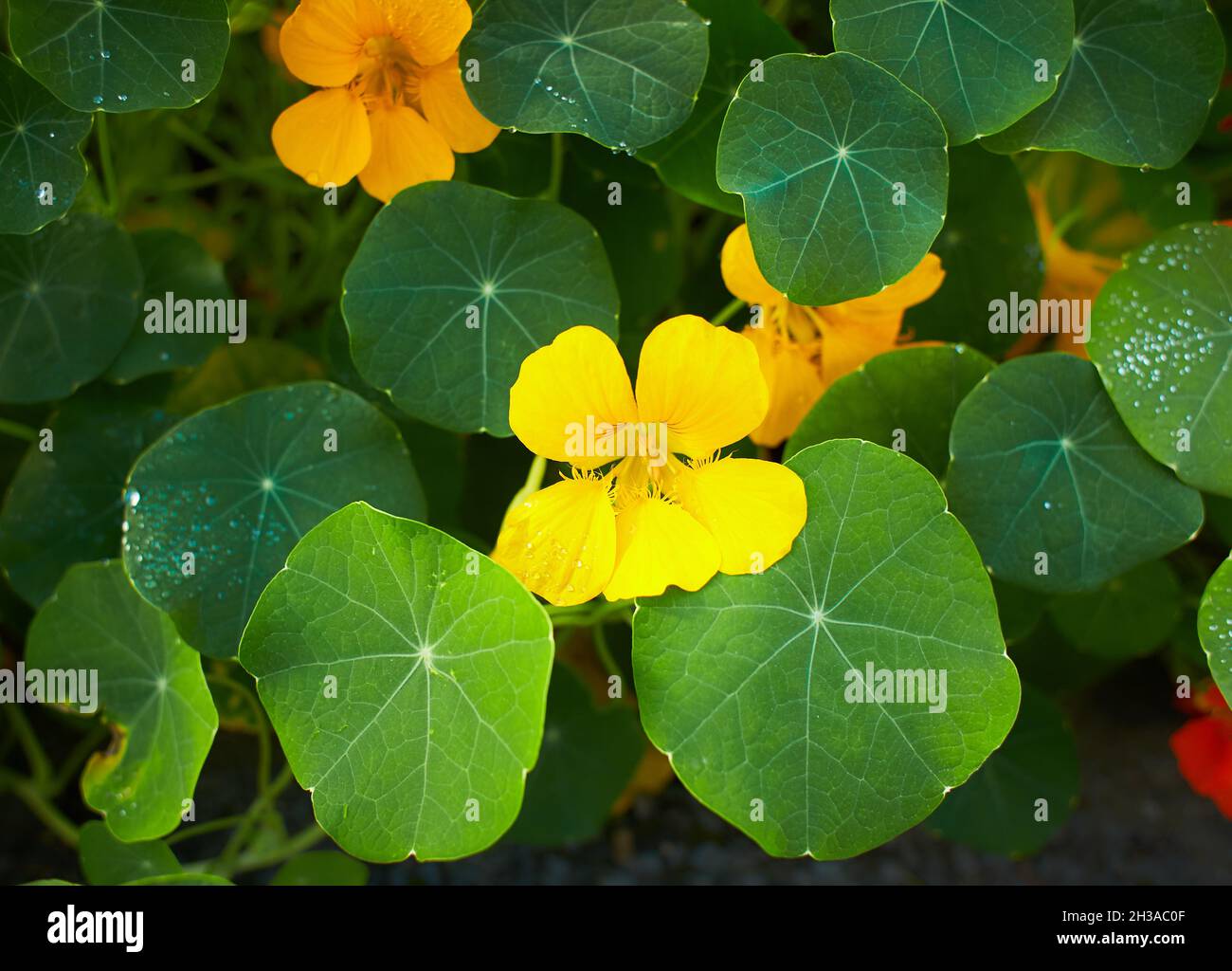 Capucine flower hi-res stock photography and images - Alamy