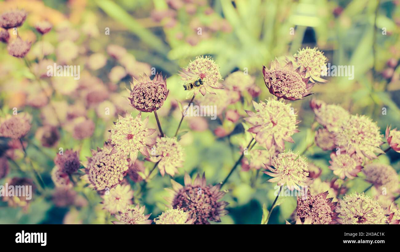 Pink astrantia flowers. Astrantia major Moulin Rouge Stock Photo - Alamy