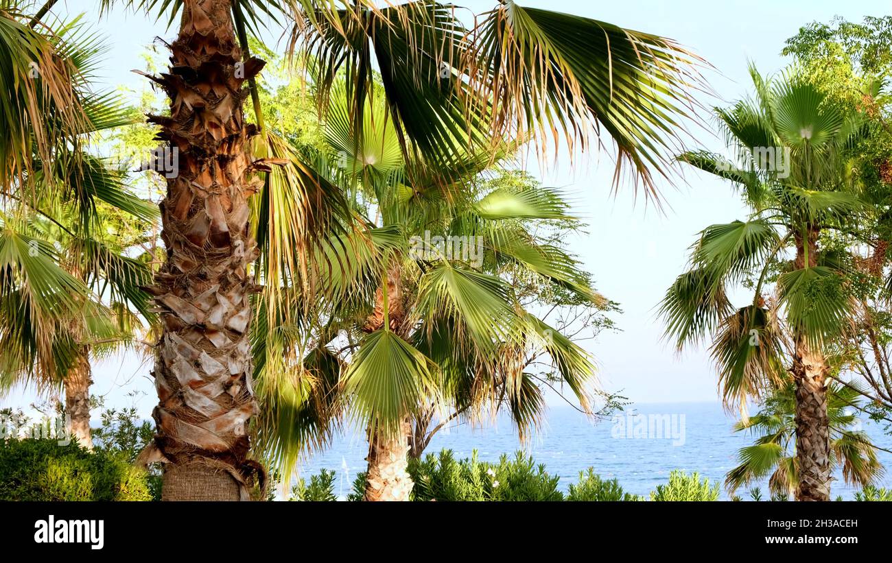 palm trees are located on a background of blue sea and sky close-up ...