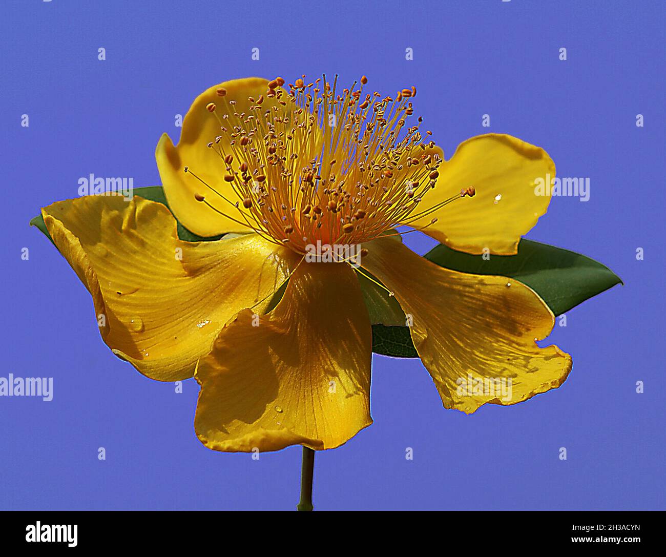 Beauty of the color yellow is of course undeniable, so the yellow on a ...