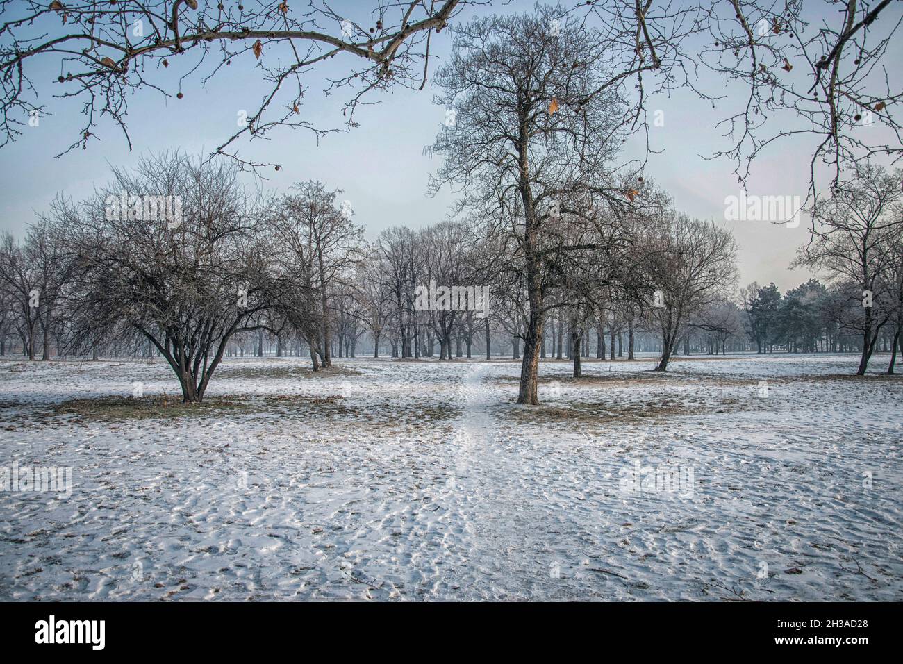 Path under trees with snow in a winter landscape hi-res stock ...