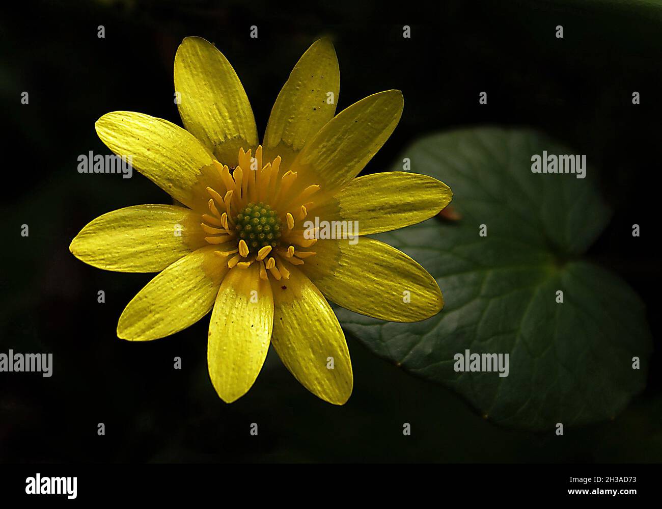 Beauty of the color yellow is of course undeniable, so the yellow on a ...