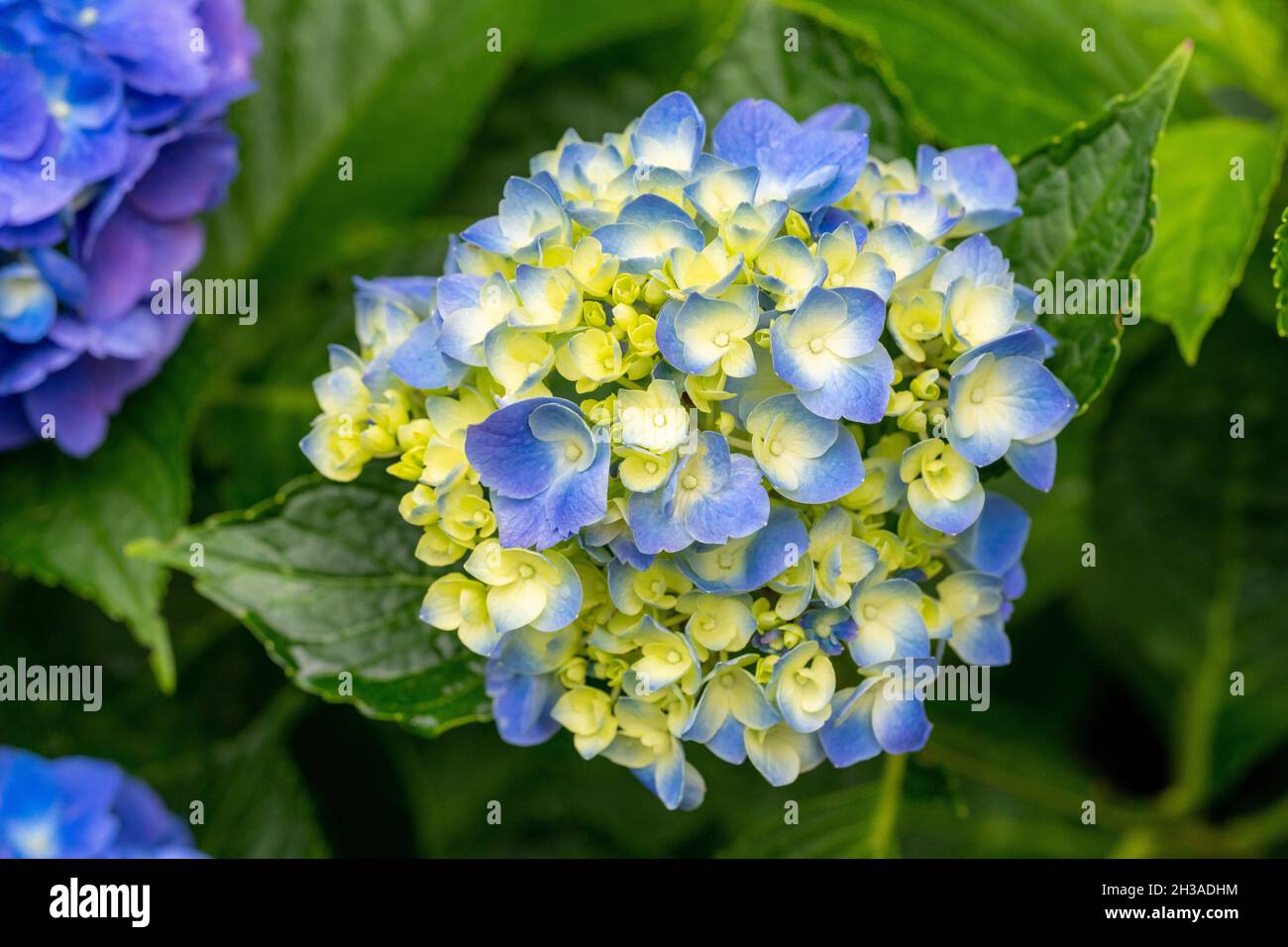 Tea of heaven hydrangea serrata hi-res stock photography and images - Alamy