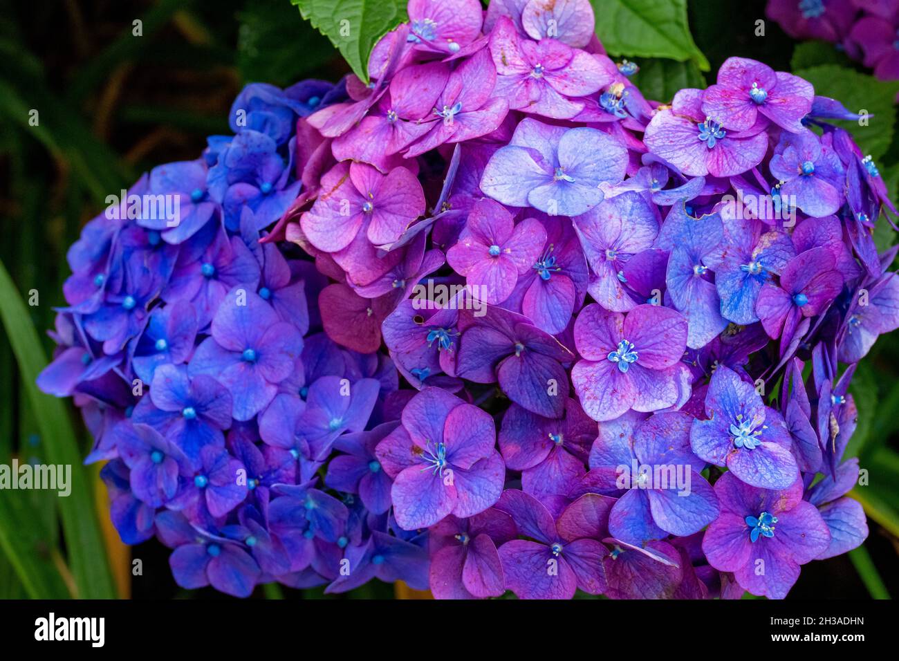 Tea of heaven hydrangea serrata hi-res stock photography and images - Alamy