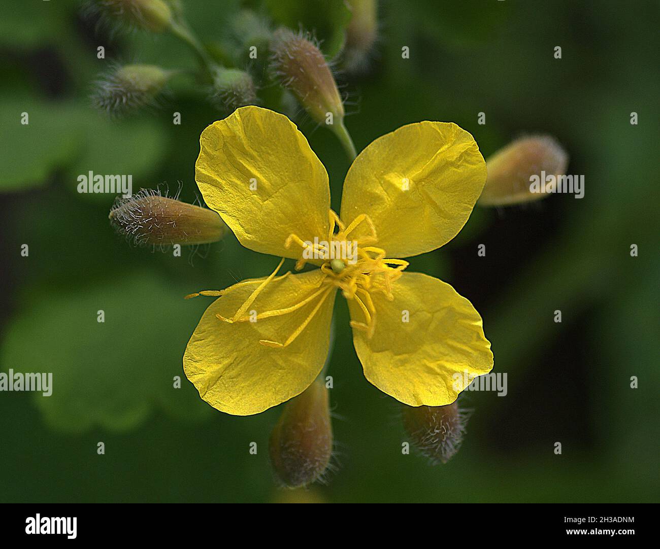 Beauty of the color yellow is of course undeniable, so the yellow on a ...
