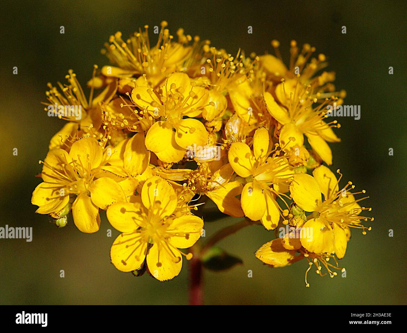 Beauty of the color yellow is of course undeniable, so the yellow on a ...