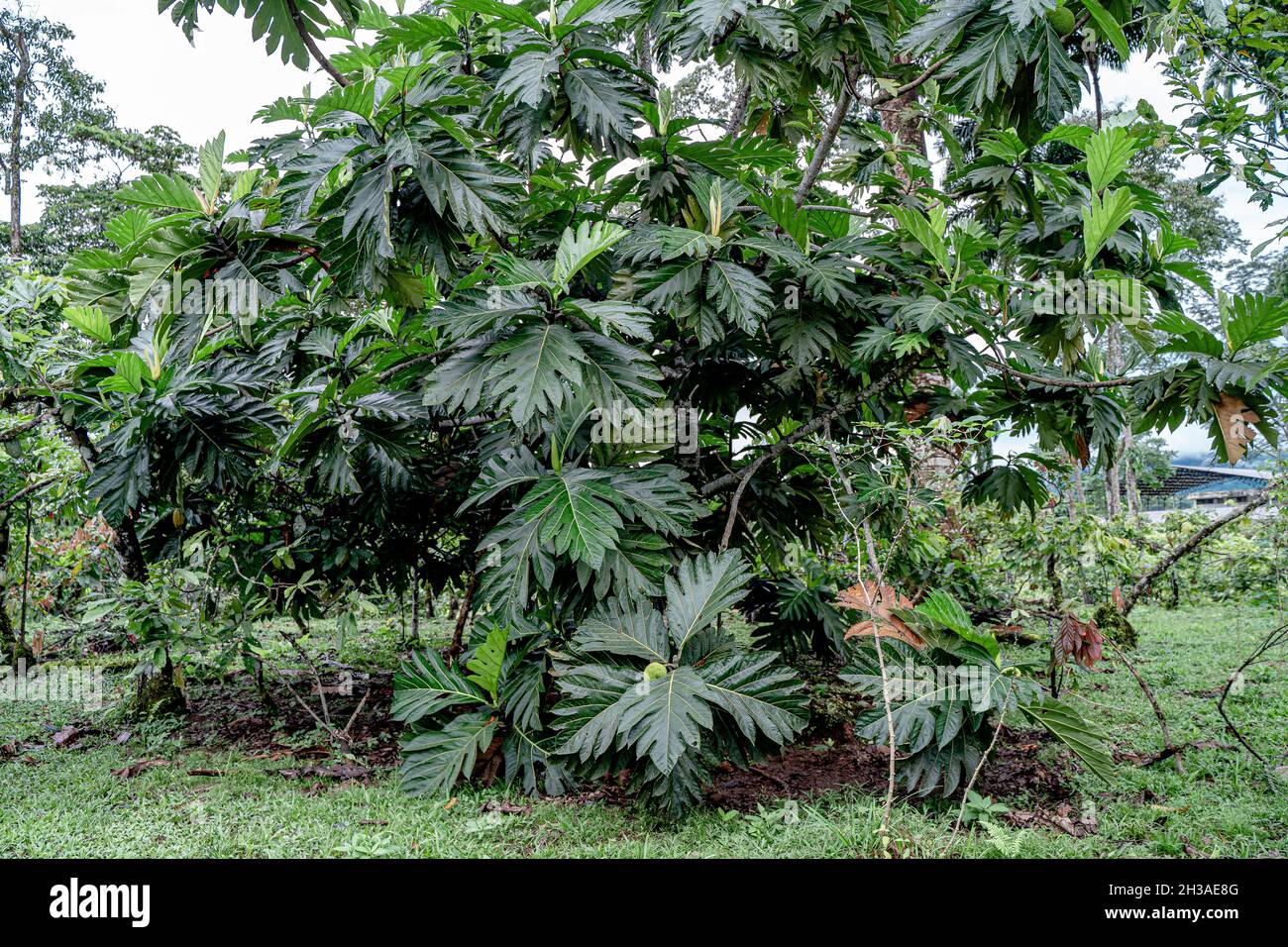 Green breadfruit tree in Ecuador rainforest Stock Photo - Alamy