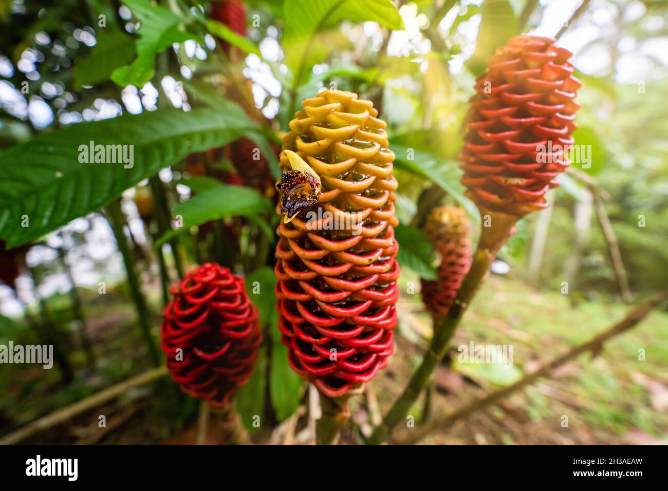 Tropical flower beehive ginger hi-res stock photography and images - Alamy
