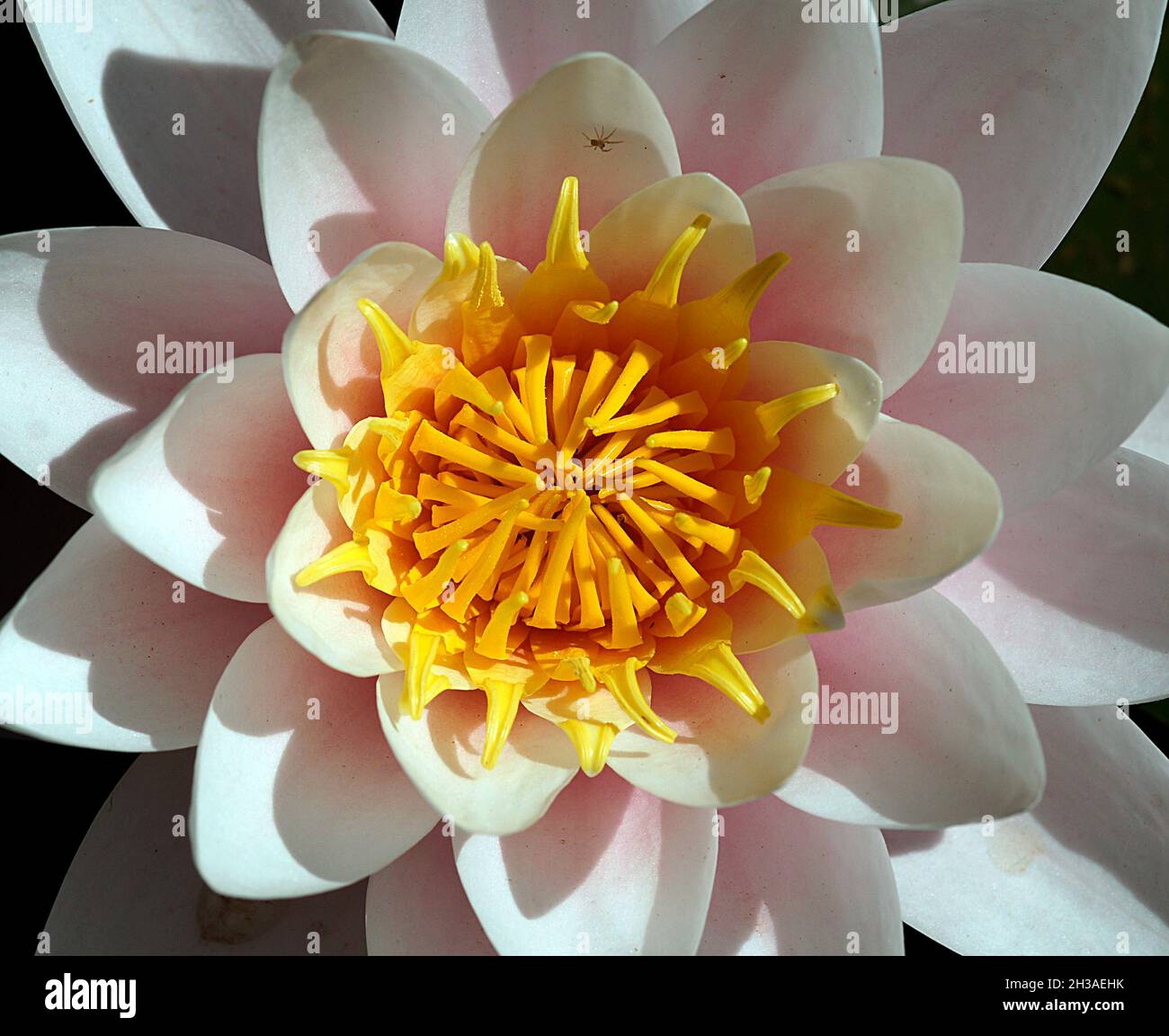Pink water lily (Nymphaea Peach glow) with blurred background e, can be ...