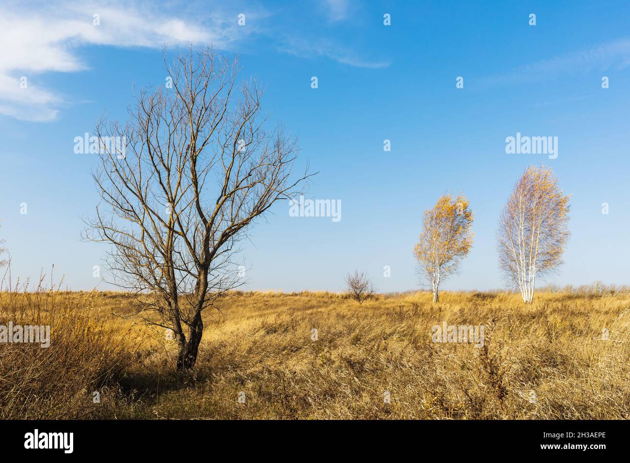 Two birch trees hi-res stock photography and images - Alamy