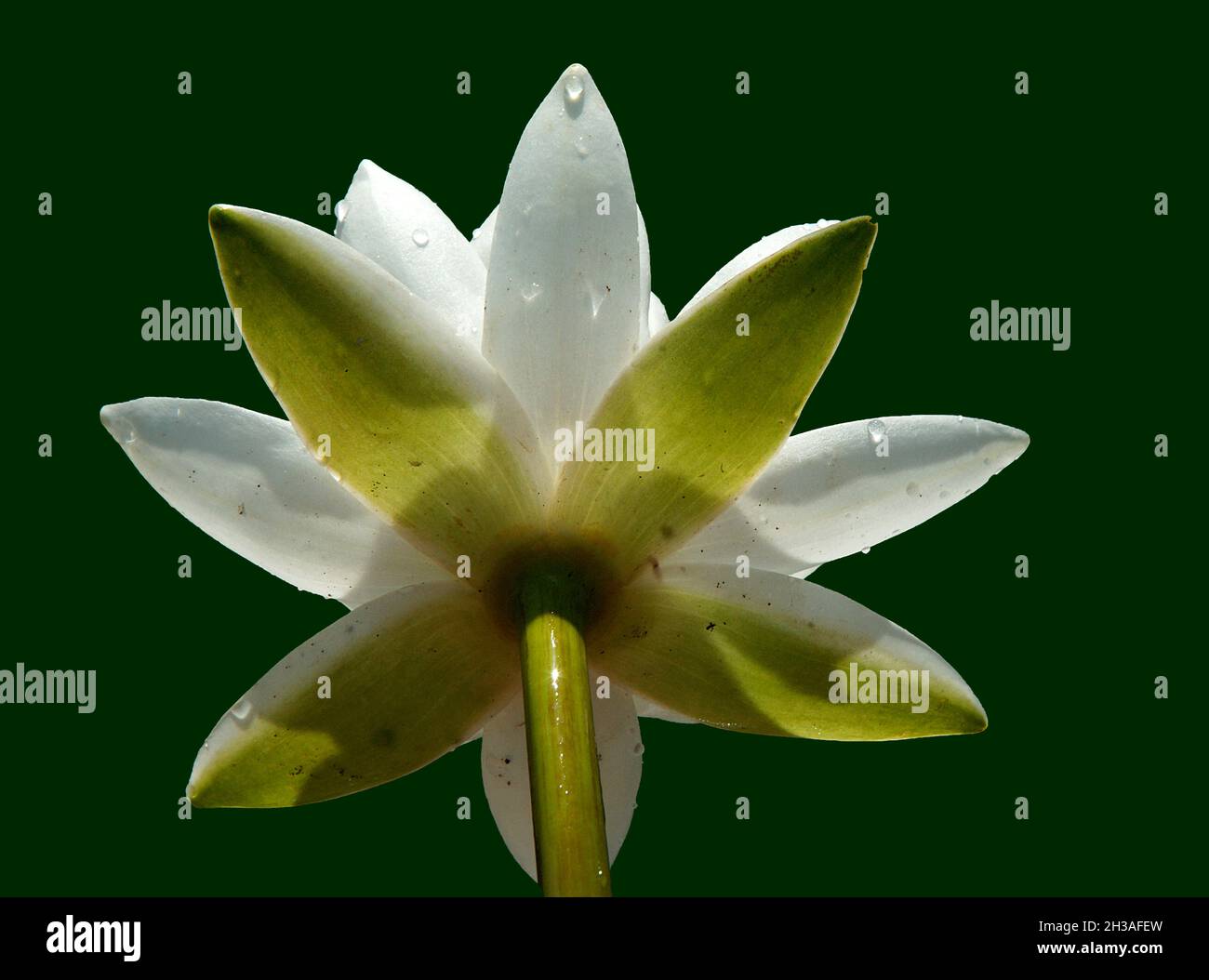 Pink water lily (Nymphaea Peach glow) with blurred background e, can be ...