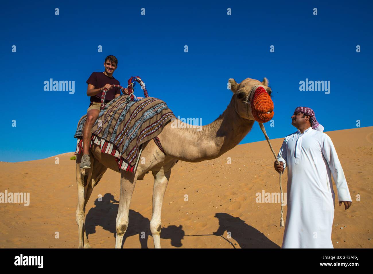 Abu dhabi desert camel hi-res stock photography and images - Alamy