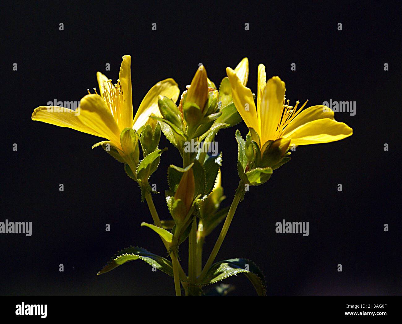 Beauty of the color yellow is of course undeniable, so the yellow on a ...