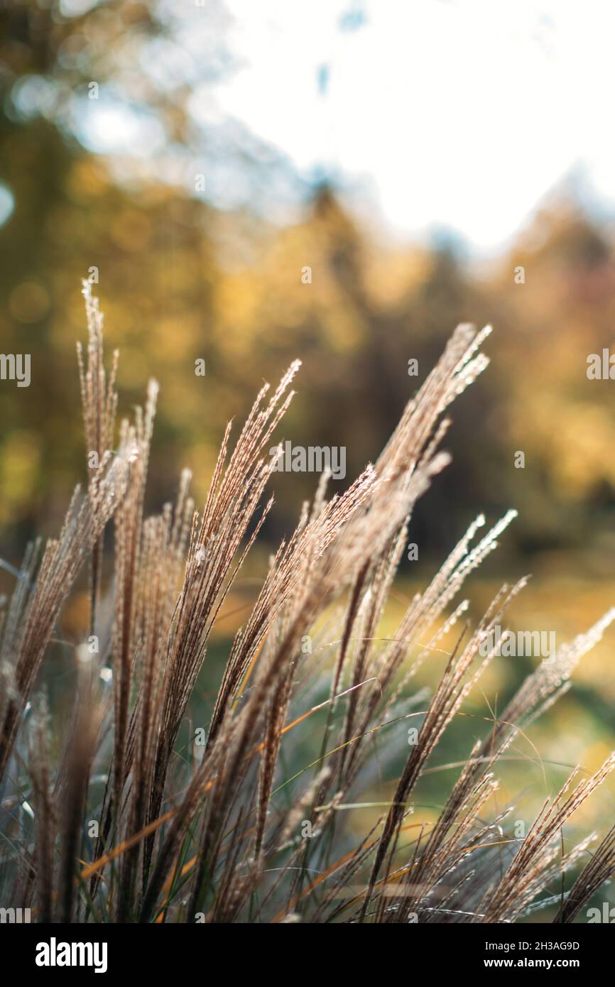 Decorative grass Miscanthus plants. Dried panicle grass texture ...
