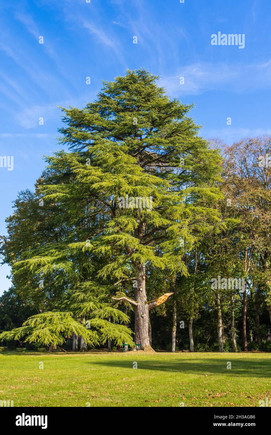 Large Fir tree with recently broken branch in park of Chateau Azay-le ...