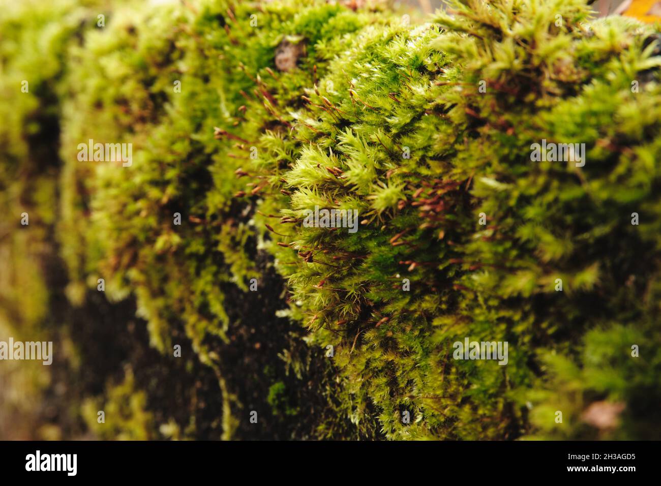 An old stone wall overgrown with green moss Stock Photo - Alamy