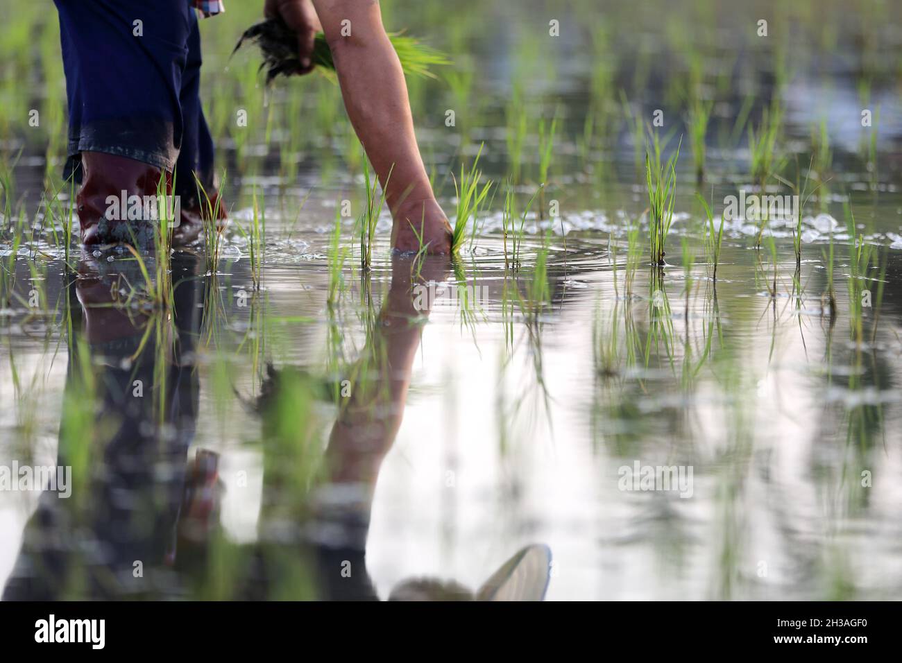 Farmer rice planting on water Stock Photo - Alamy