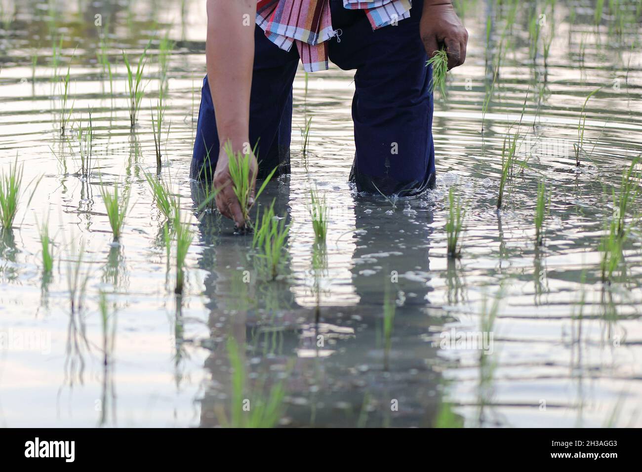 Farmer rice planting on water Stock Photo - Alamy