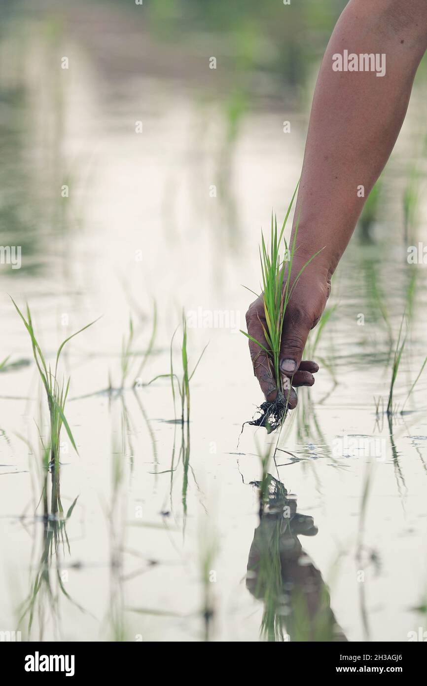 Farmer rice planting on water Stock Photo - Alamy