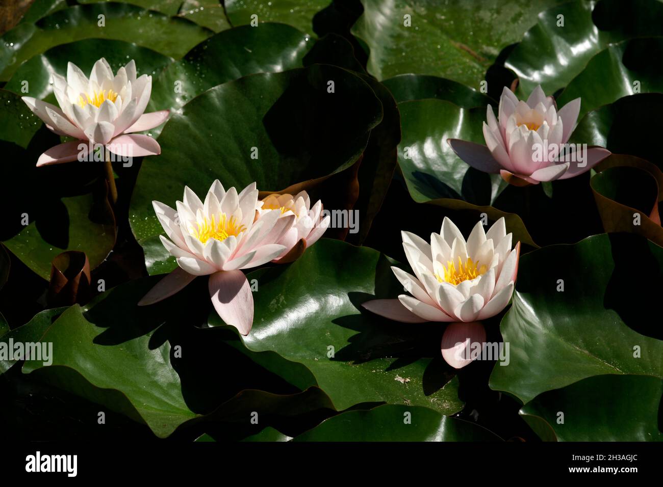 Pink water lily (Nymphaea Peach glow) with blurred background e, can be ...