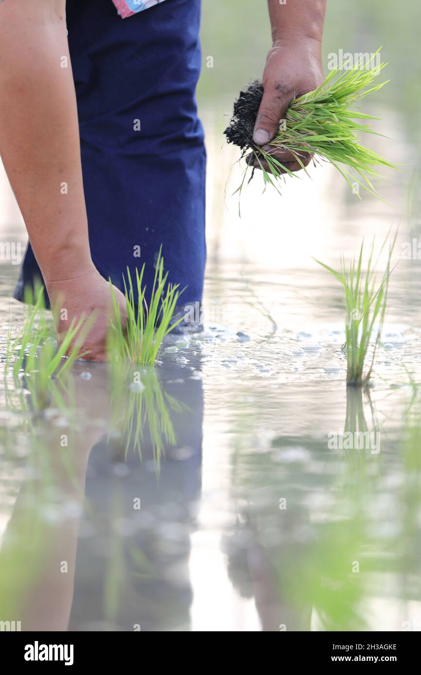 Farmer rice planting on water Stock Photo - Alamy