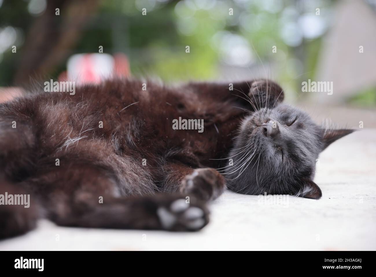 Black cat sleep at outdoor background Stock Photo - Alamy