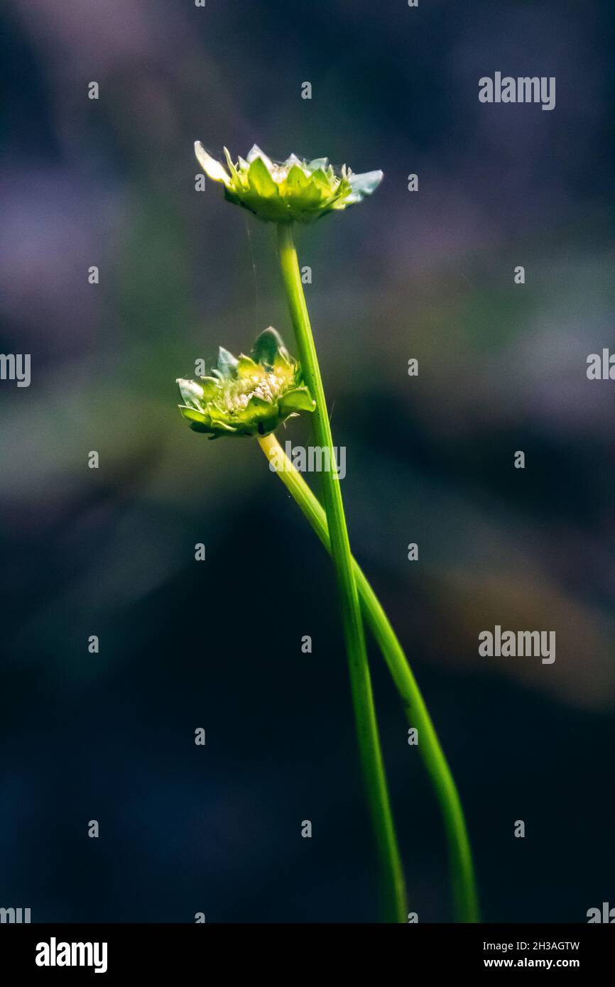 Vertical shot of growing flowers in a forest nearby the coast of Baltic ...