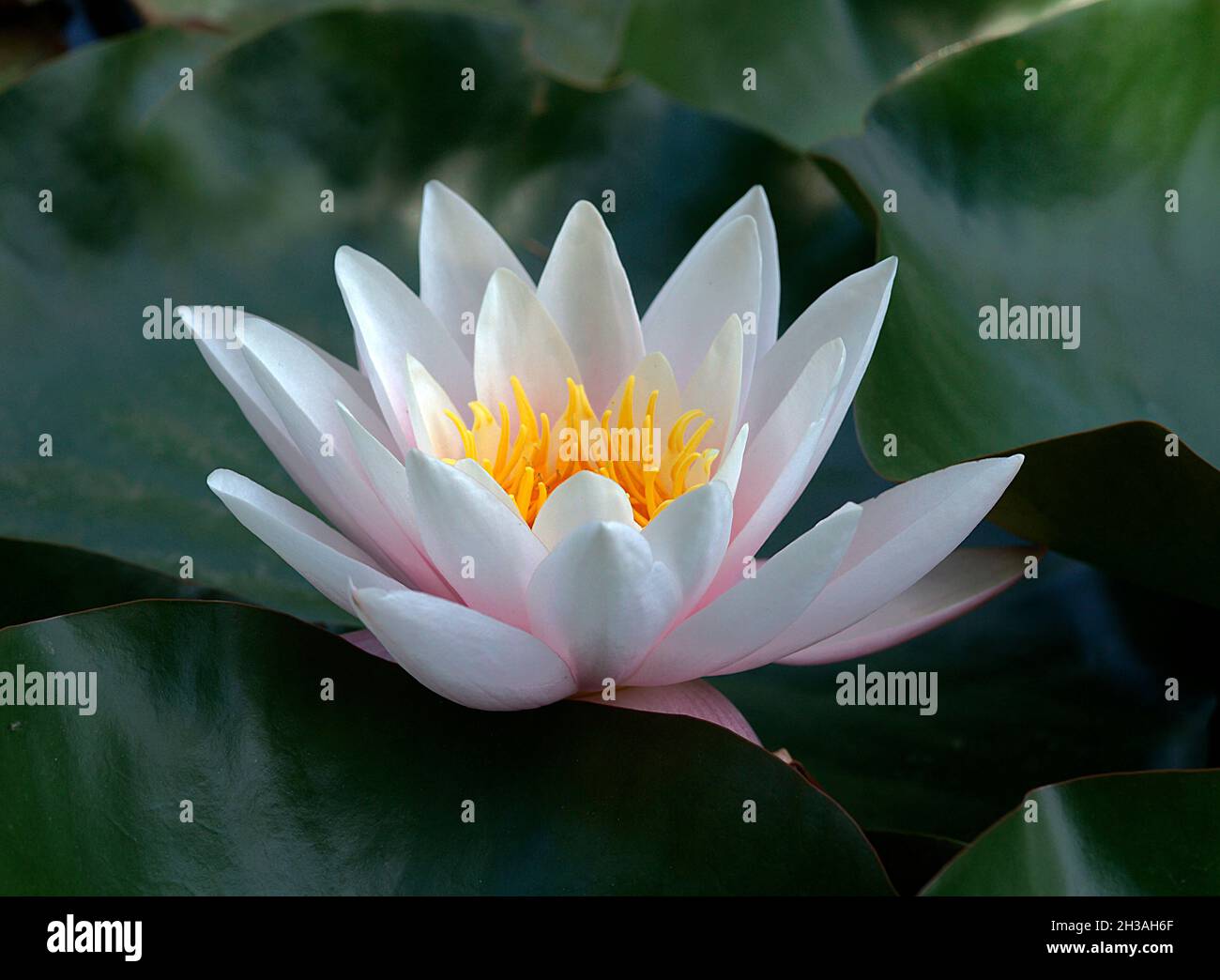 Pink water lily (Nymphaea Peach glow) with blurred background e, can be ...