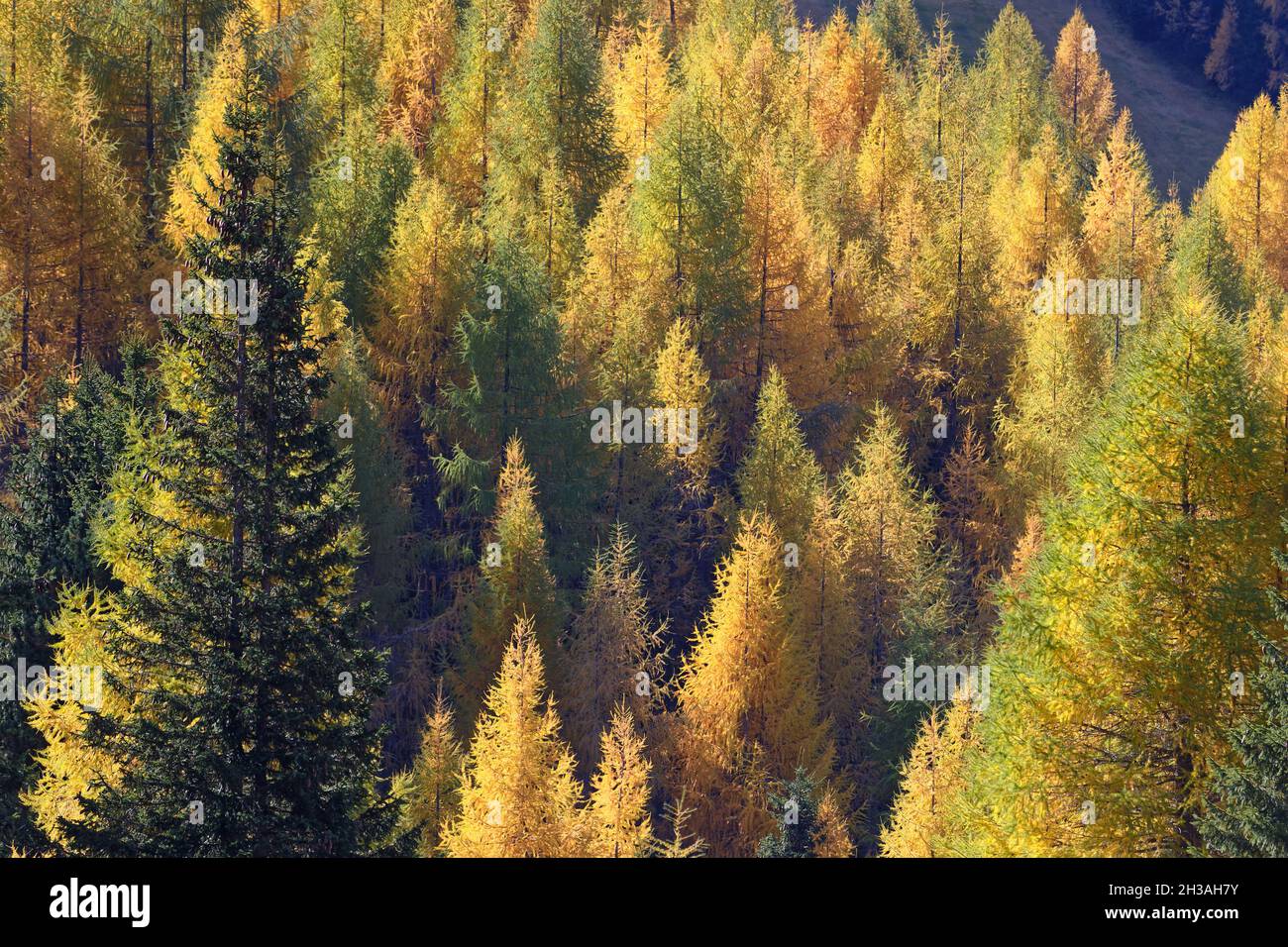 Yellow bright colors of fall on the larches of Dolomites mountains in ...