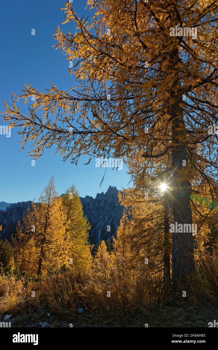 Yellow bright colors of fall on the larches of Dolomites mountains in ...