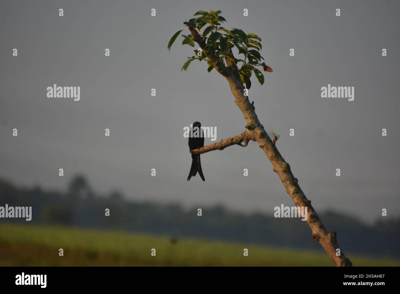 Birds sitting in a tree hi-res stock photography and images - Alamy