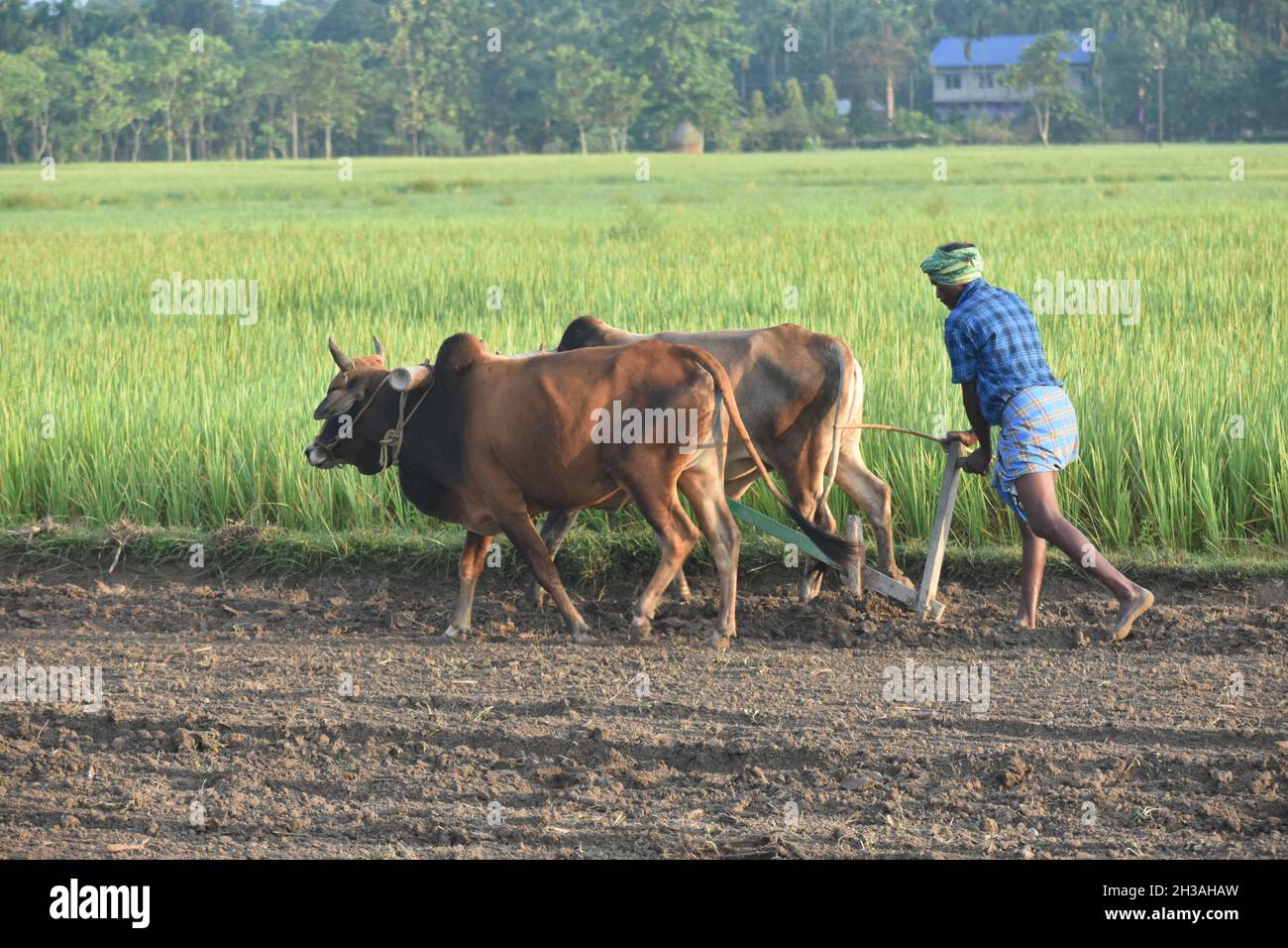 Farmer oxen ploughing fields hi-res stock photography and images - Alamy