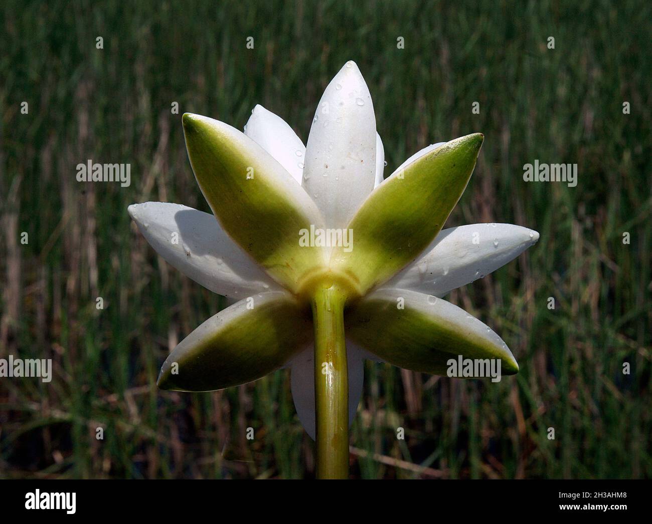 Pink water lily (Nymphaea Peach glow) with blurred background e, can be ...